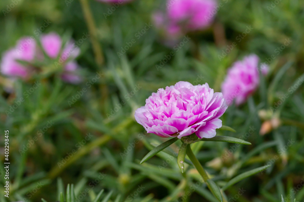 Selective focus close up beautiful pink Portulaca grandiflora plant in ...