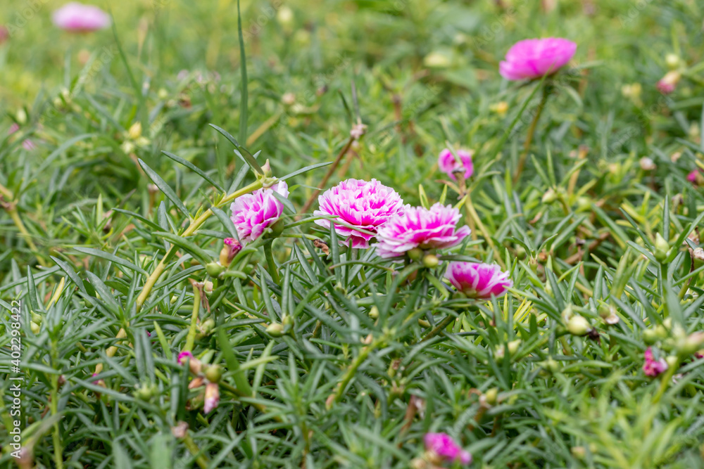 Selective focus close up beautiful pink Portulaca grandiflora plant in ...