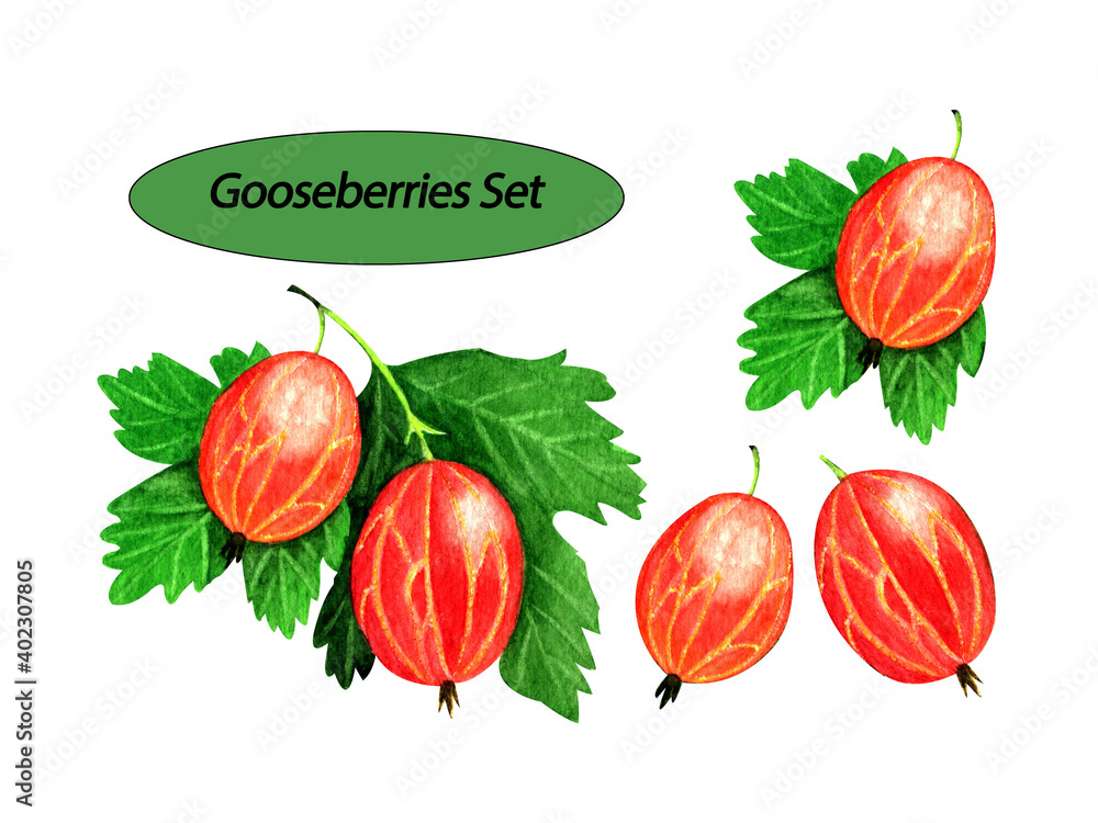 Hand drawn watercolor painting set of garden gooseberries on white ...