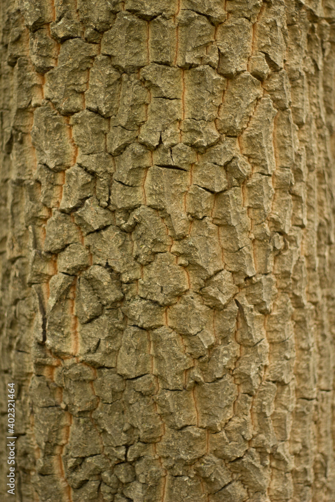 Nature background natural Wood texture. Aging skin Stock Photo | Adobe ...