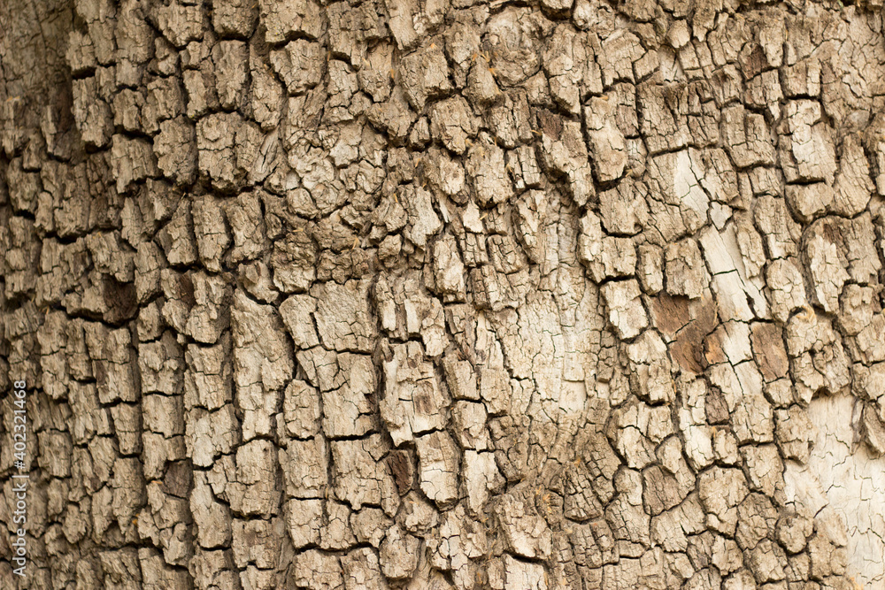 Nature background natural Wood texture. Aging skin Stock Photo | Adobe ...