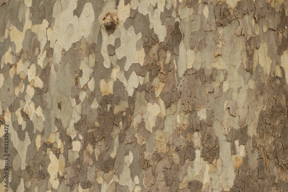 Nature background natural Wood texture. Aging skin Stock Photo | Adobe ...