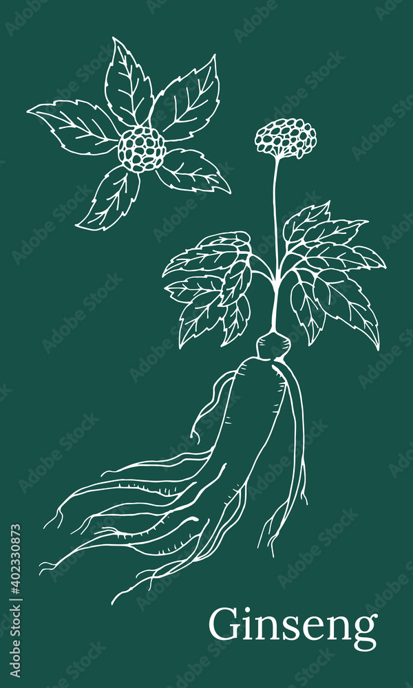 Drawing of leaves and root of ginseng. Ginseng root and berry vector ...