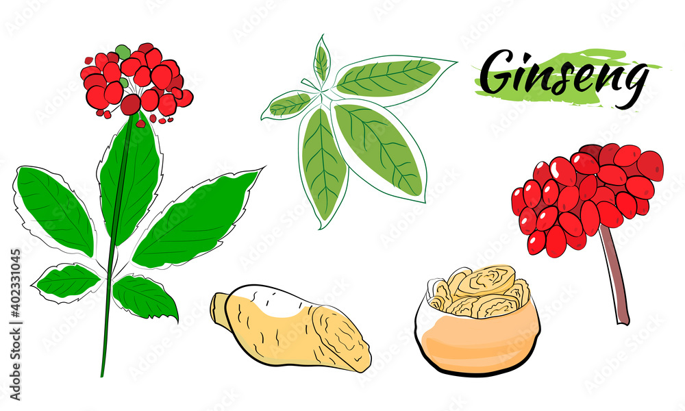 Drawing of leaves and root of ginseng. Ginseng root and berry vector ...