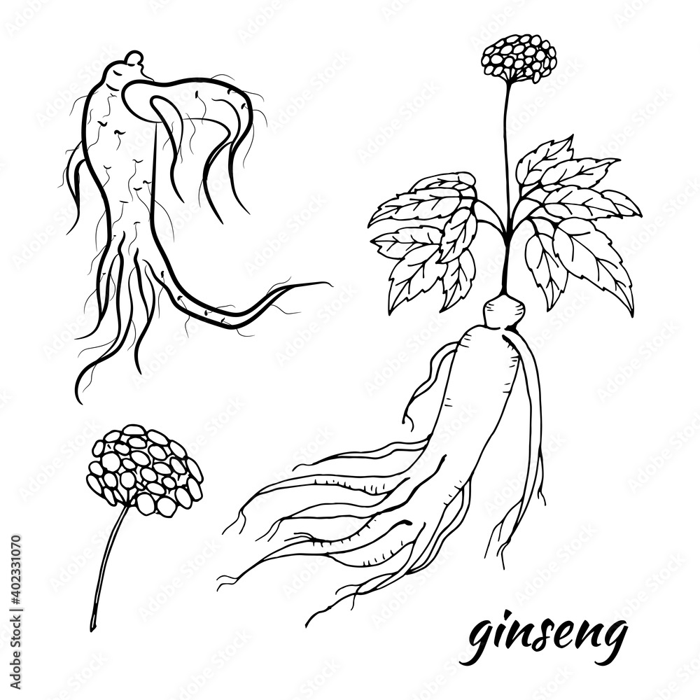 Drawing of leaves and root of ginseng. Ginseng root and berry vector ...