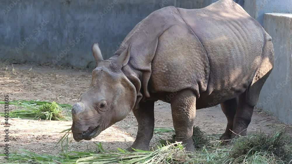 Greater One Horned South Asian Rhinoceros Scientific Name ...