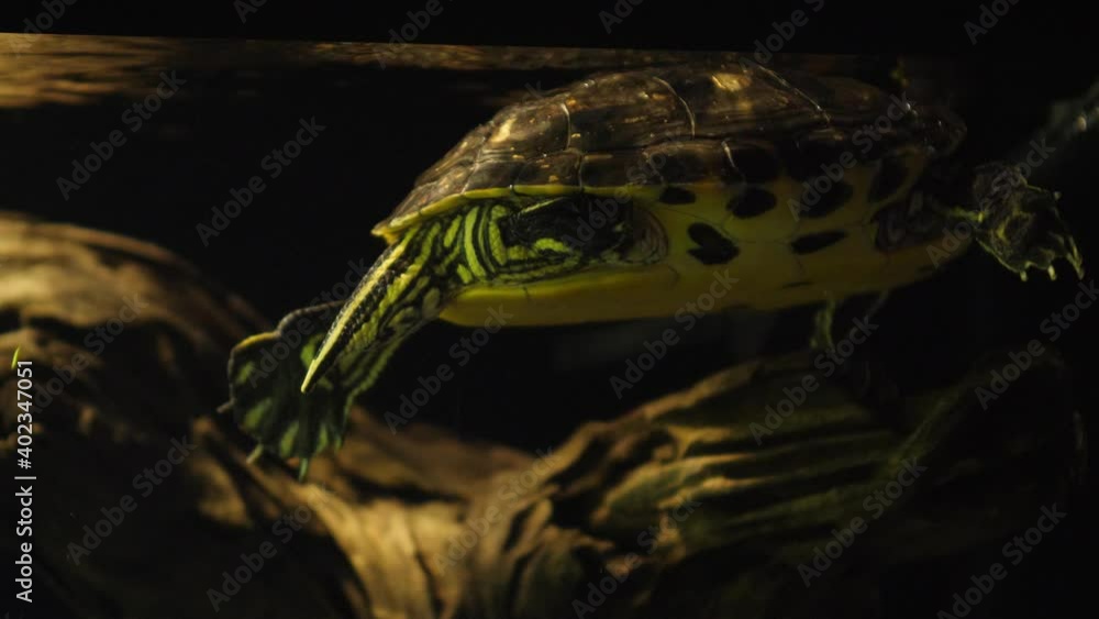 Vidéo Stock Turtle Yellow belly slider inside a 60-gallon aquarium ...