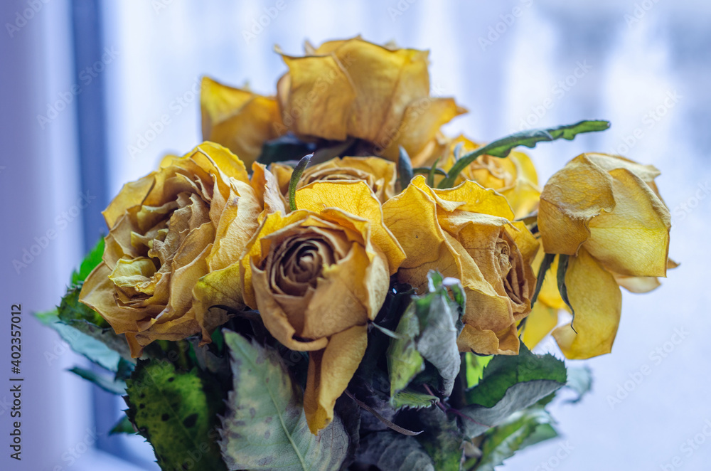 A bunch of yellow roses which have aged, dried up and withered from ...
