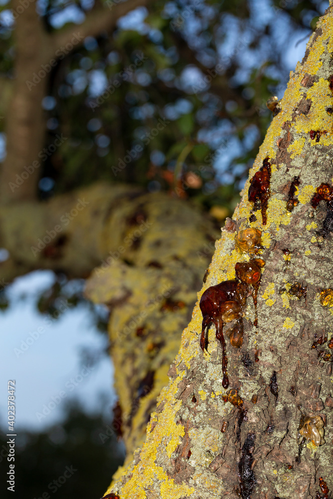 Formation of resin from the juice of a cherry tree.The tree was ...