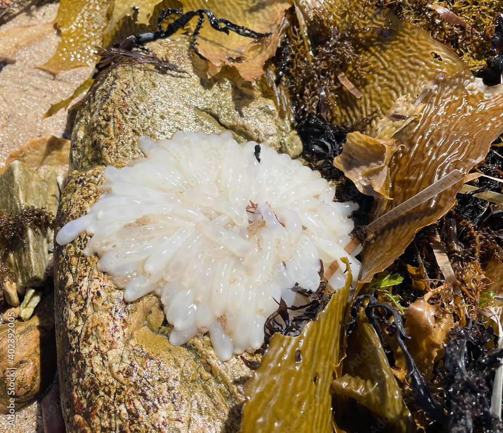 Mass laying of squid eggs on beach side rock surrounded by seaweed ...