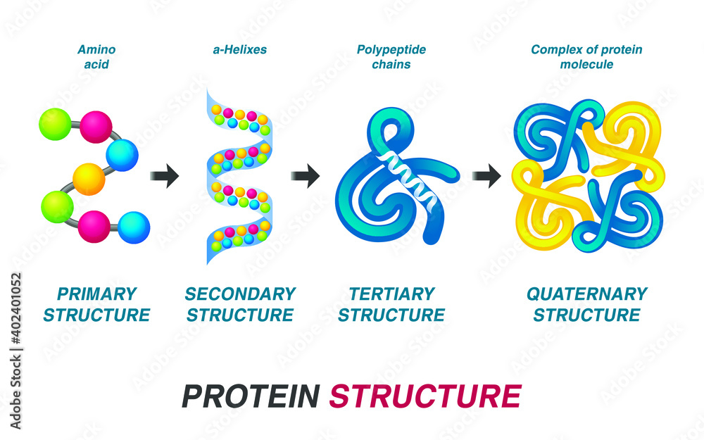 Protein structure concept. Vector illustration. Stock Vector | Adobe Stock