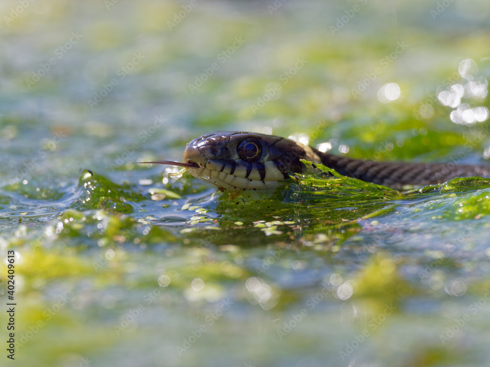 Ringelnatter, Natrix natrix Stock Photo | Adobe Stock
