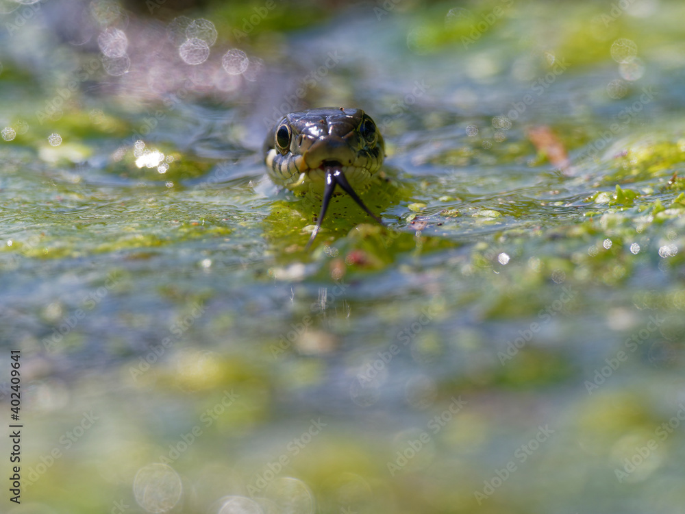 Ringelnatter, Natrix natrix Stock Photo | Adobe Stock