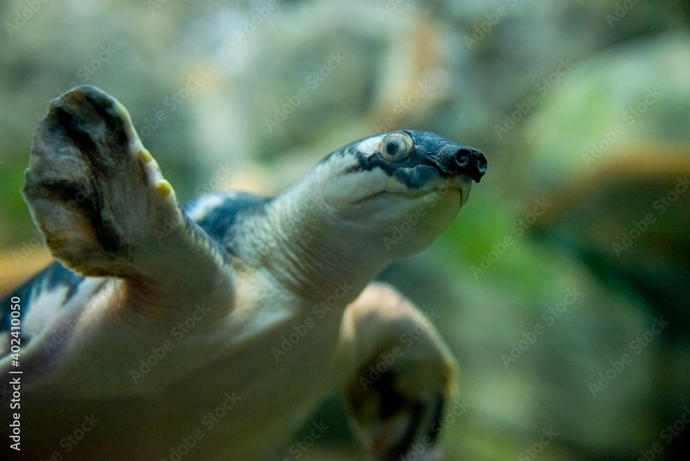 Pig-nosed turtle or Carettochelys insculpta, also known as the Fly ...