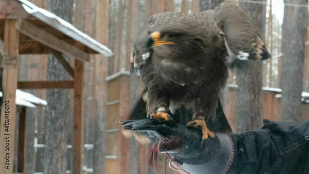 Close-up. The eagle sits on the hand. Looking out for prey in the dark ...