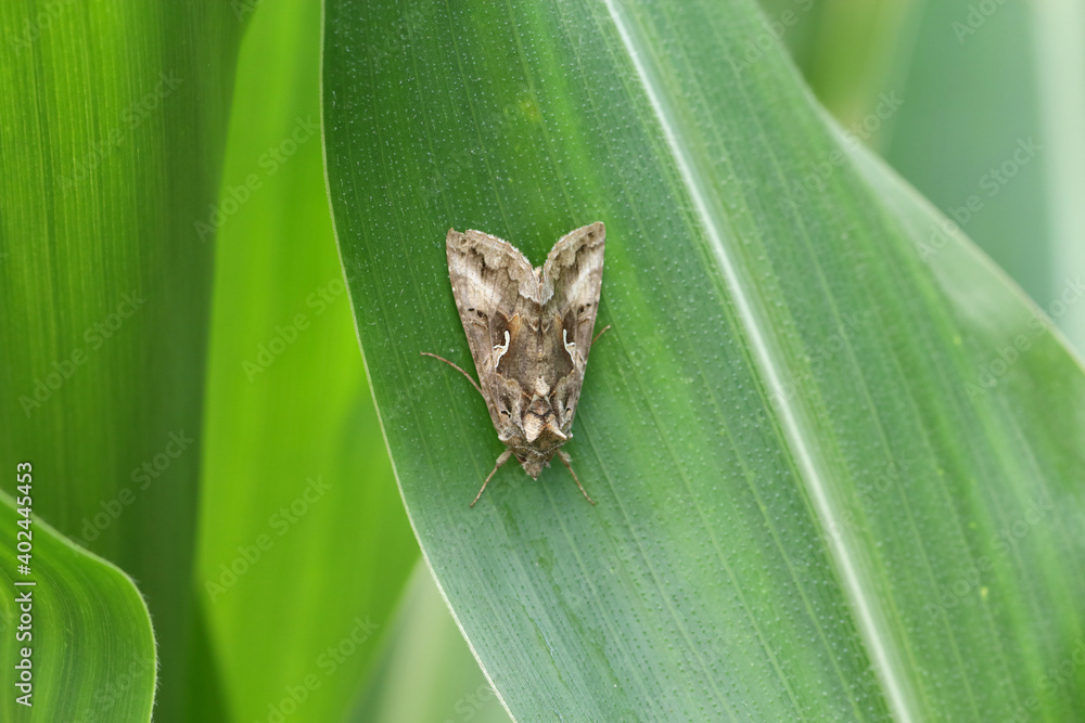 The Silver Y (Autographa gamma) is a migratory moth of the family ...