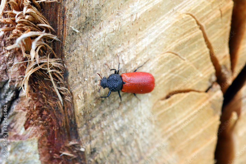 Capuchin beetle (latin name: Bostrichus capucinus - Bostrychidae ...