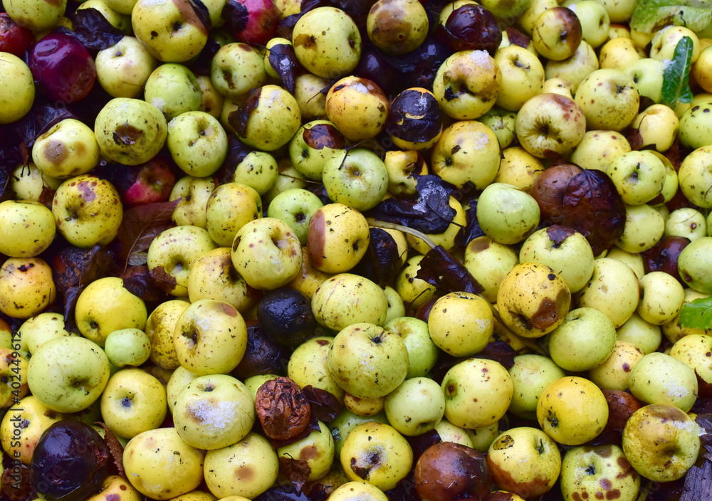 Rotten apples as discarded garbage lie on the ground. Bad apple and ...