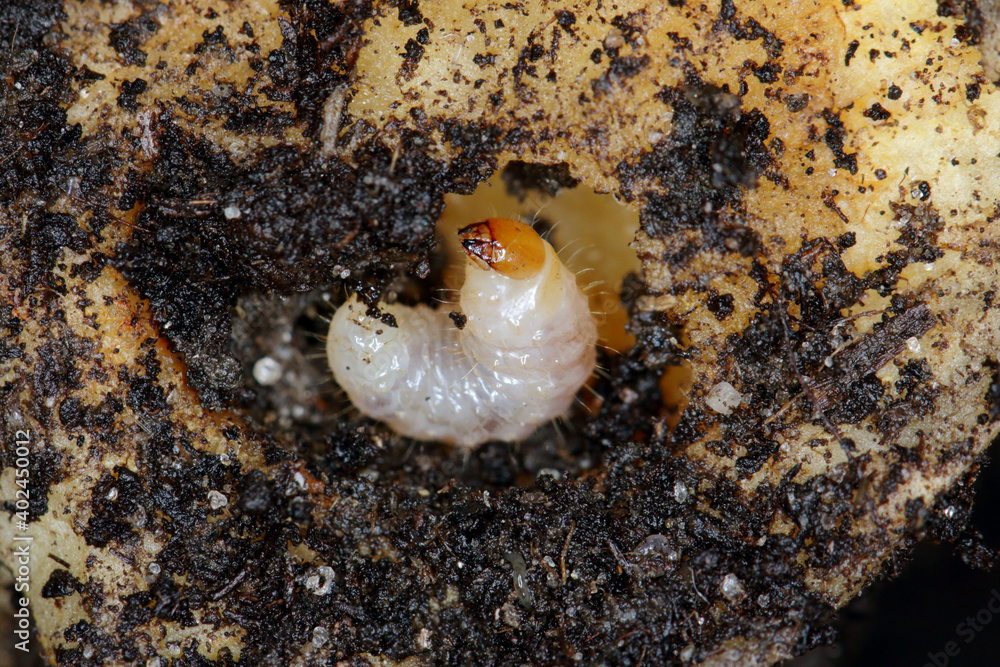 Larva of Otiorhynchus (sometimes Otiorrhynchus) Curculionidae eating ...