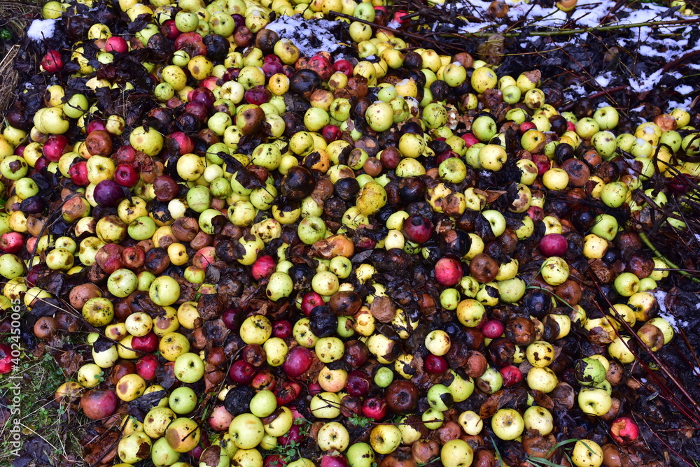 Rotten apples as discarded garbage lie on the ground. Bad apple and ...