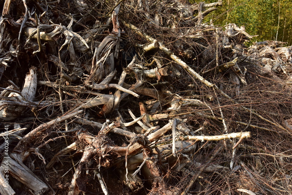 Root from tree from peat bogs. Roots from trees after draining a swamp ...