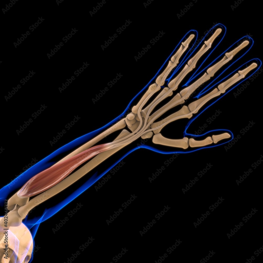 Flexor Digitorum Profundus Muscle Anatomy For Medical Concept 3D ...