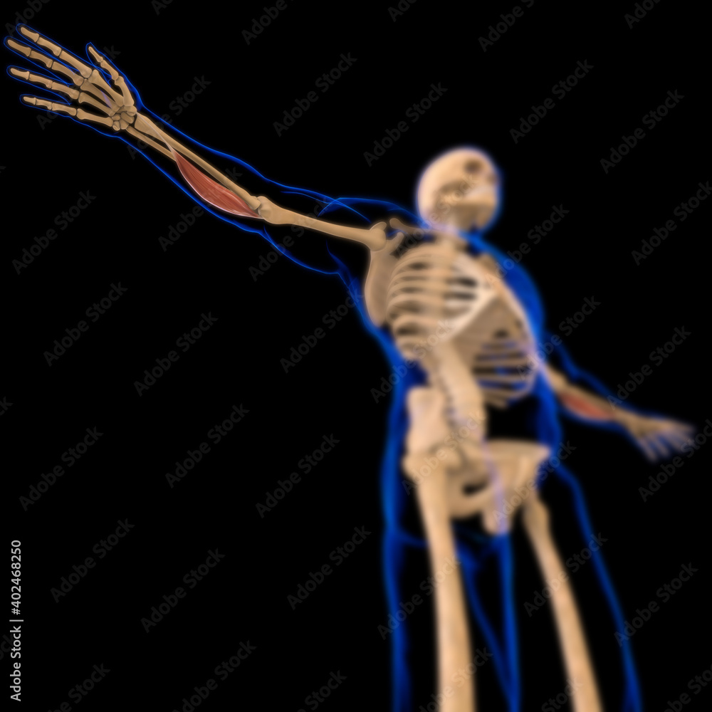 Flexor Carpi Radialis Muscle Anatomy For Medical Concept 3D ...