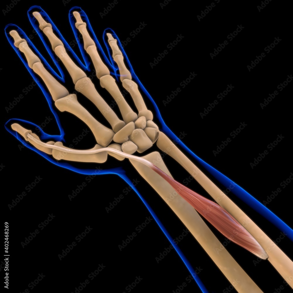 Extensor Pollicis Longus Muscle Anatomy For Medical Concept 3D ...