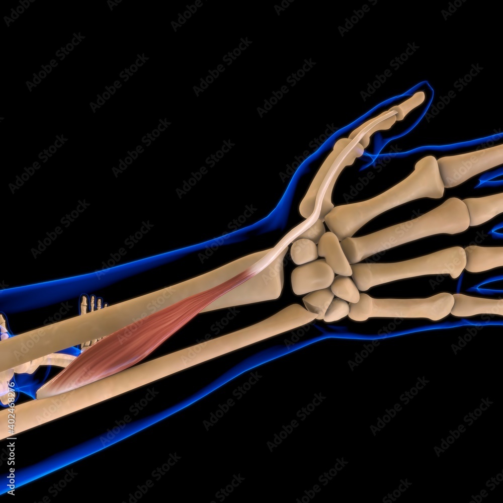 Extensor Pollicis Longus Muscle Anatomy For Medical Concept 3D ...