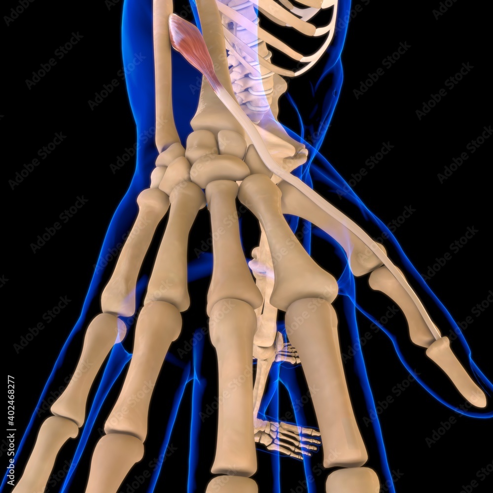 Extensor Pollicis Longus Muscle Anatomy For Medical Concept 3D ...