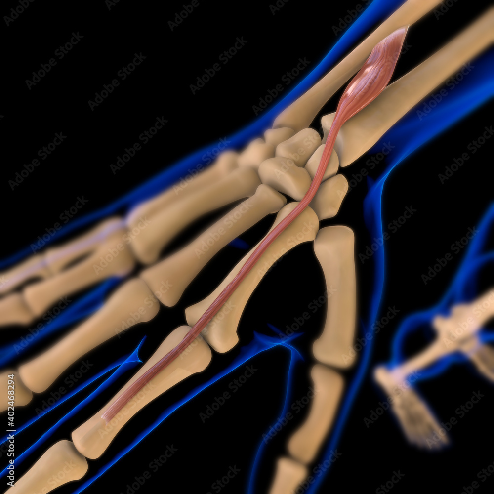 Extensor Indicis Muscle Anatomy For Medical Concept 3D Illustration ...