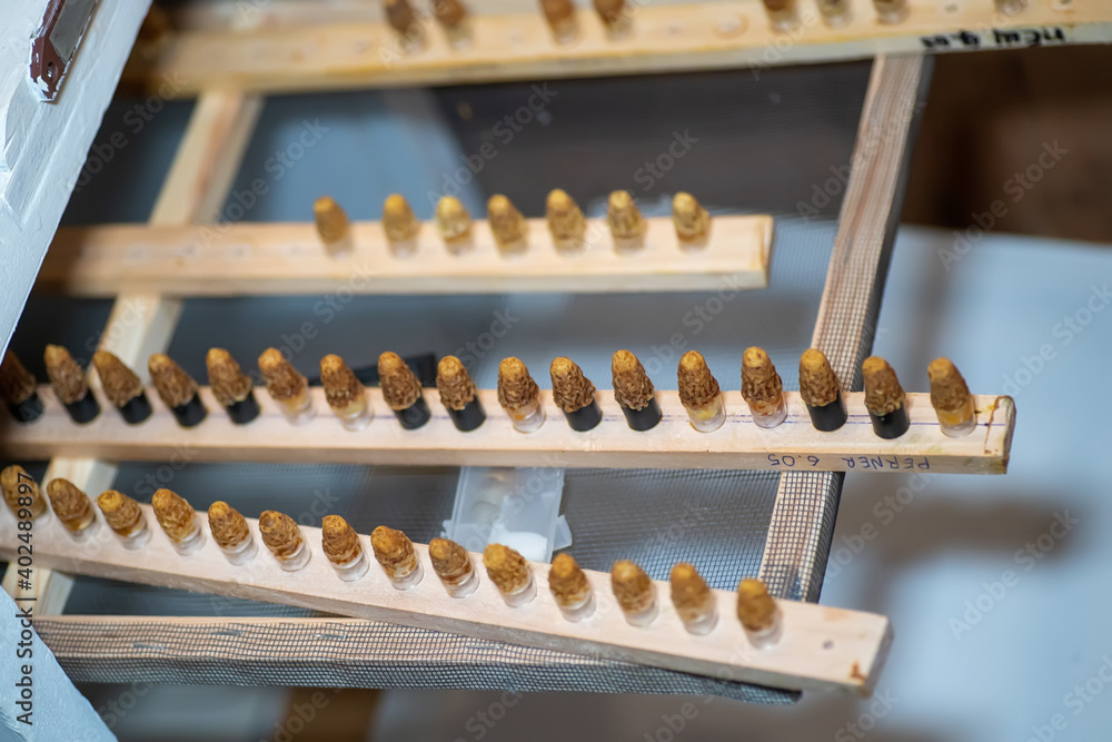 Placed capped queen cell in an incubator for nice temperature ...