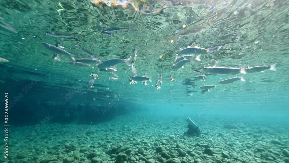 fish eating particles from surface of water underwater mediterranean ...