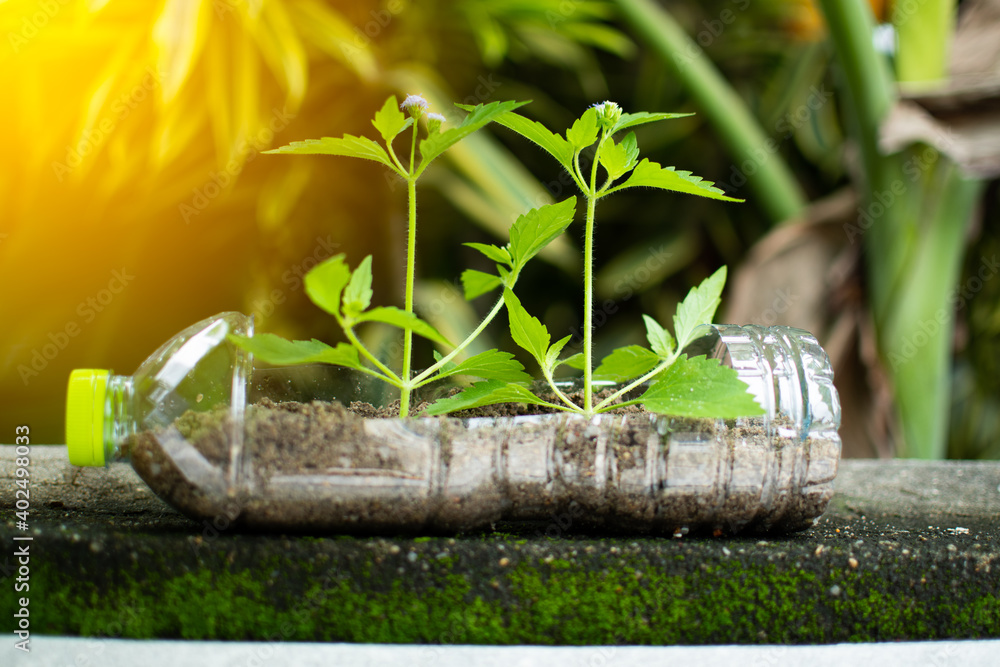 Plastic recycle. Close up and selective focus on the tree are planted ...