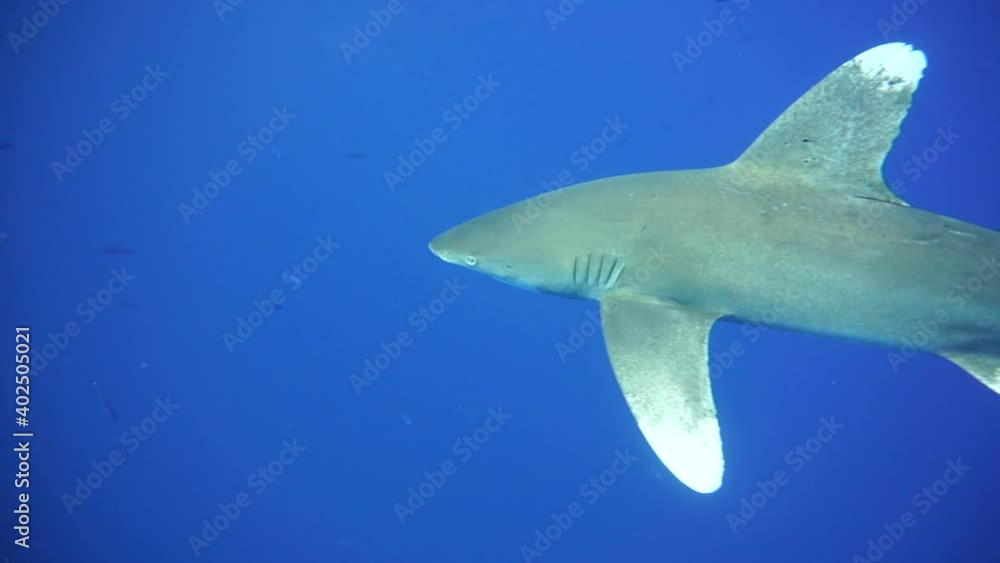 Sharks are the most formidable predators of the seas and oceans. The ...