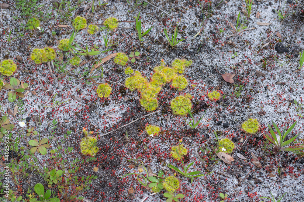 Colony of Drosera glanduligera (the fastest moving Drosera on earth) in ...