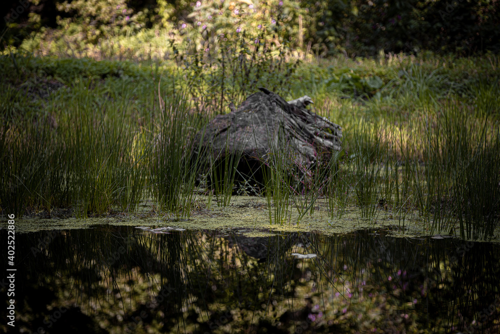 Deep forest swamp duckweed green water landscape - Forest swamp habitat ...