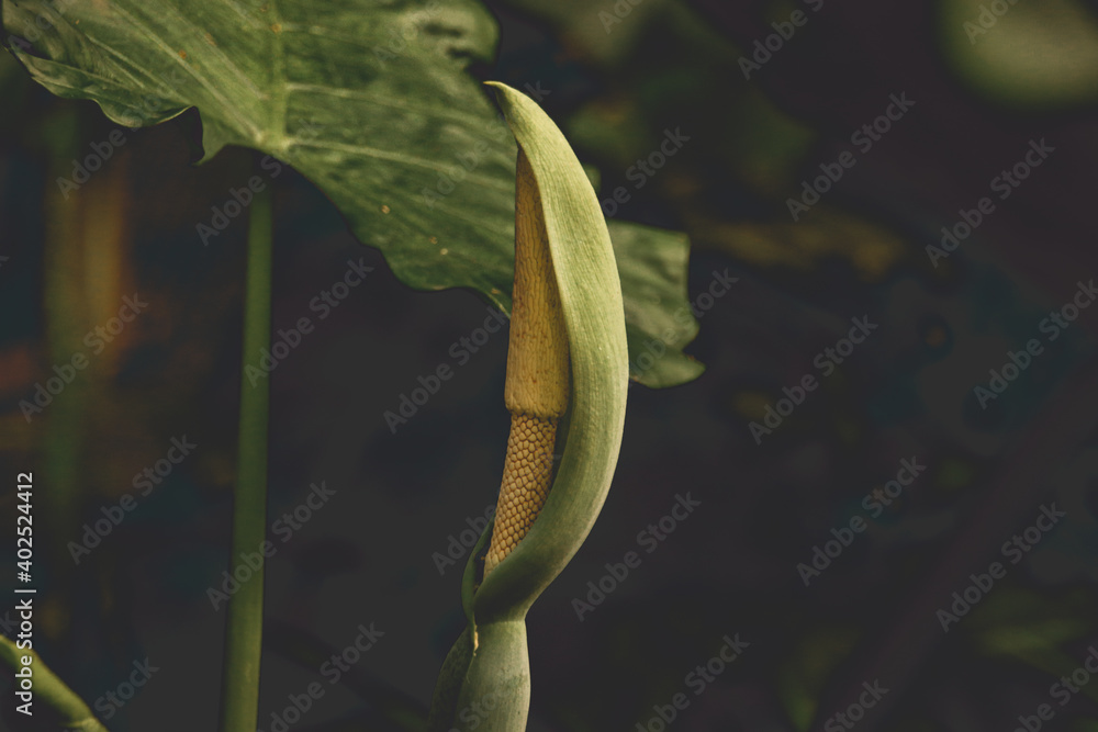 Flower of a Taro plant or Colocasia esculenta, a wild edible plant ...