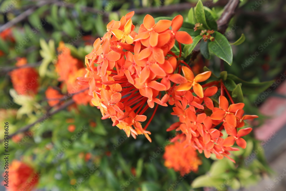 Real flowers, keindahan alam yang menampilkan berbagai cerita ...