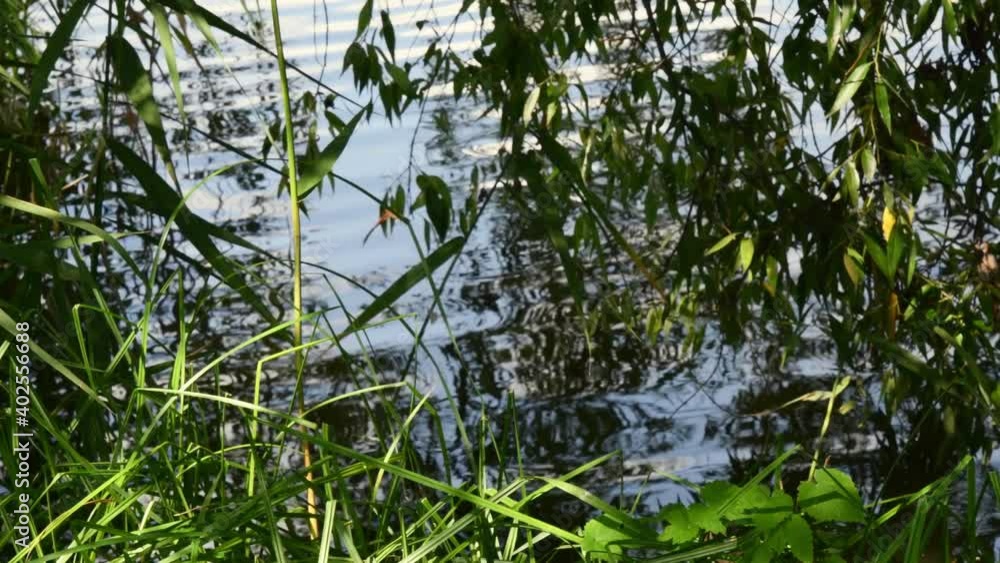 Wetlands nature background. Swamp with reeds over wavy still water ...