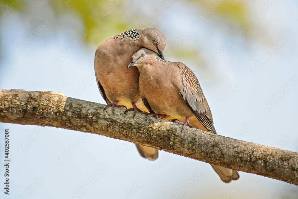 Spotted Dove - Spilopelia chinensis, common beautiful dove from ...