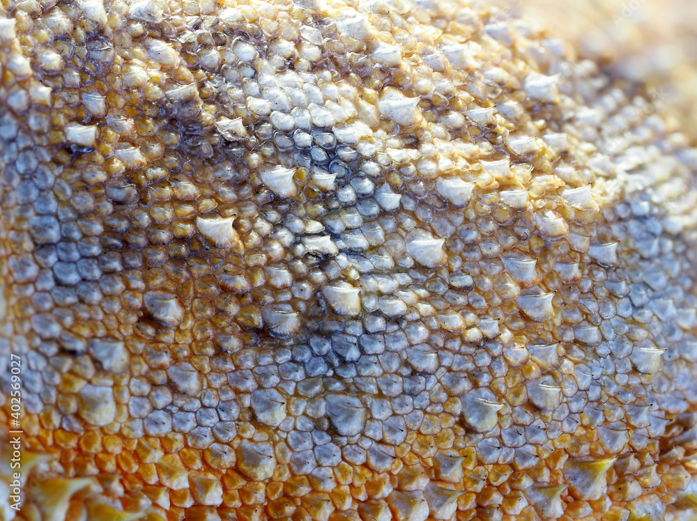 Lizard scales. Bearded dragon's skin closeup with sharp scales. Orange ...