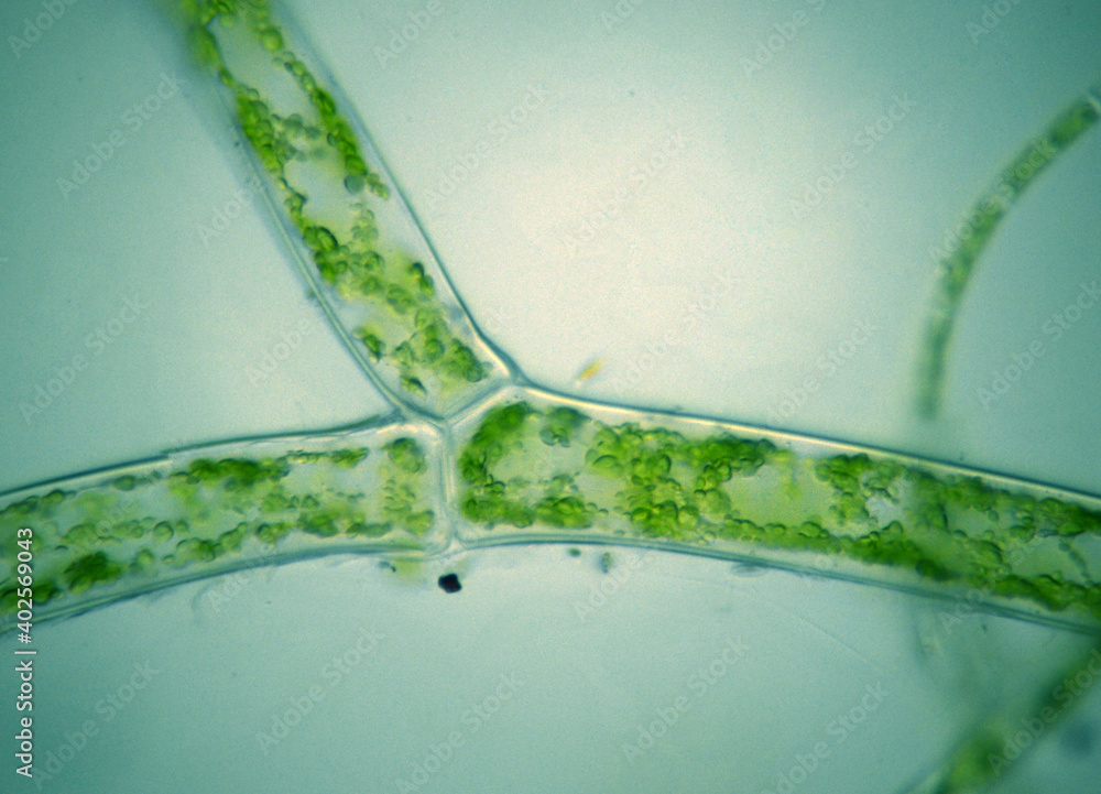 Fuzzy plant cells seen under a microscope Stock Photo | Adobe Stock