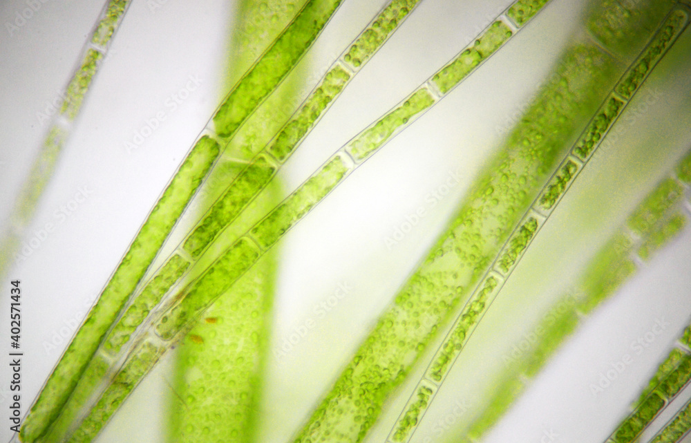 Fuzzy plant cells seen under a microscope Stock Photo | Adobe Stock