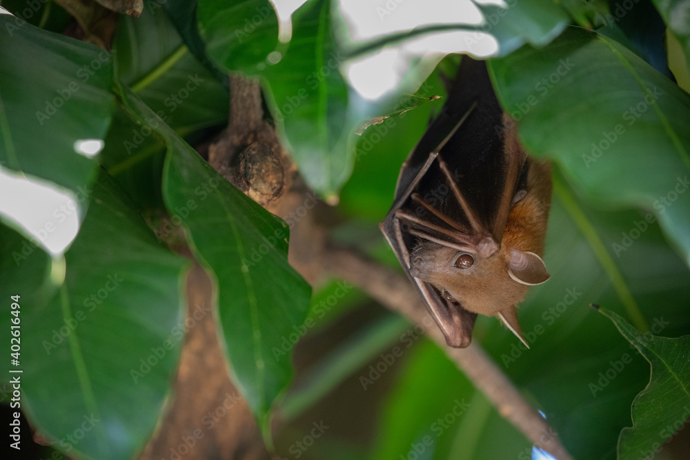 A bat is hanging down under the shade of mango tree using its wings to ...