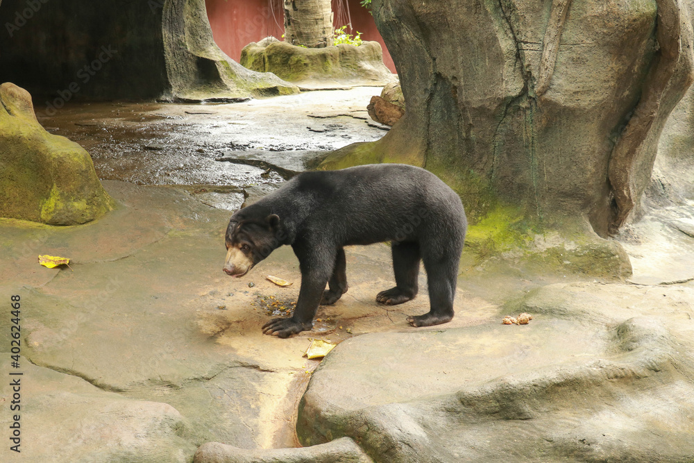 Sunbear Sitting on the Ground in Wildlife Sanctuary. Image of sun bear ...