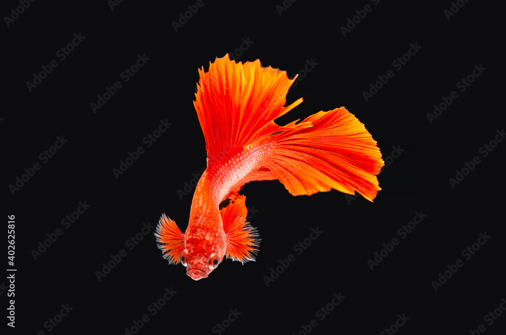 Macro Closup on Multi color Siamese fighting fish, Betta fish, siamese ...