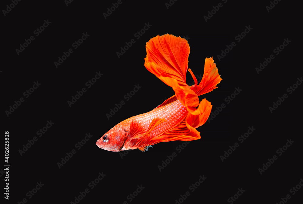 Macro Closup on Multi color Siamese fighting fish, Betta fish, siamese ...