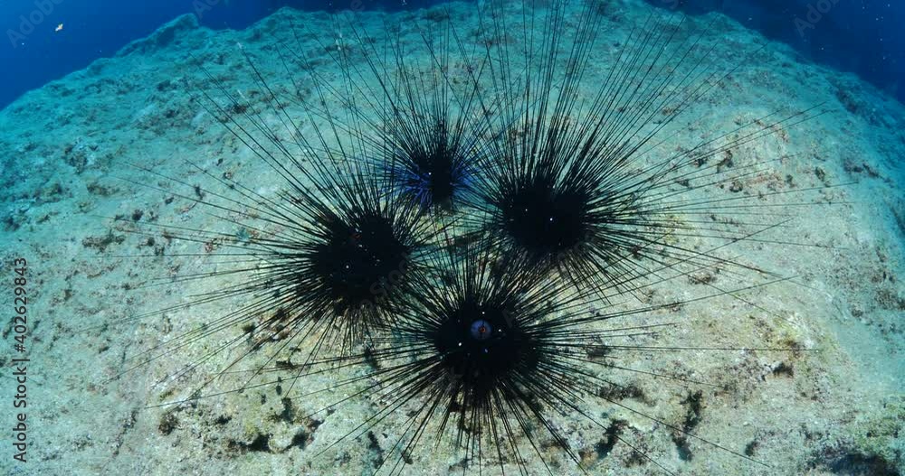 long spine sea urchin underwater long spines moving in blue ocean ...