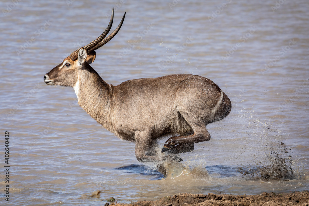 Adult male common water buck running at speed through water in Kruger ...